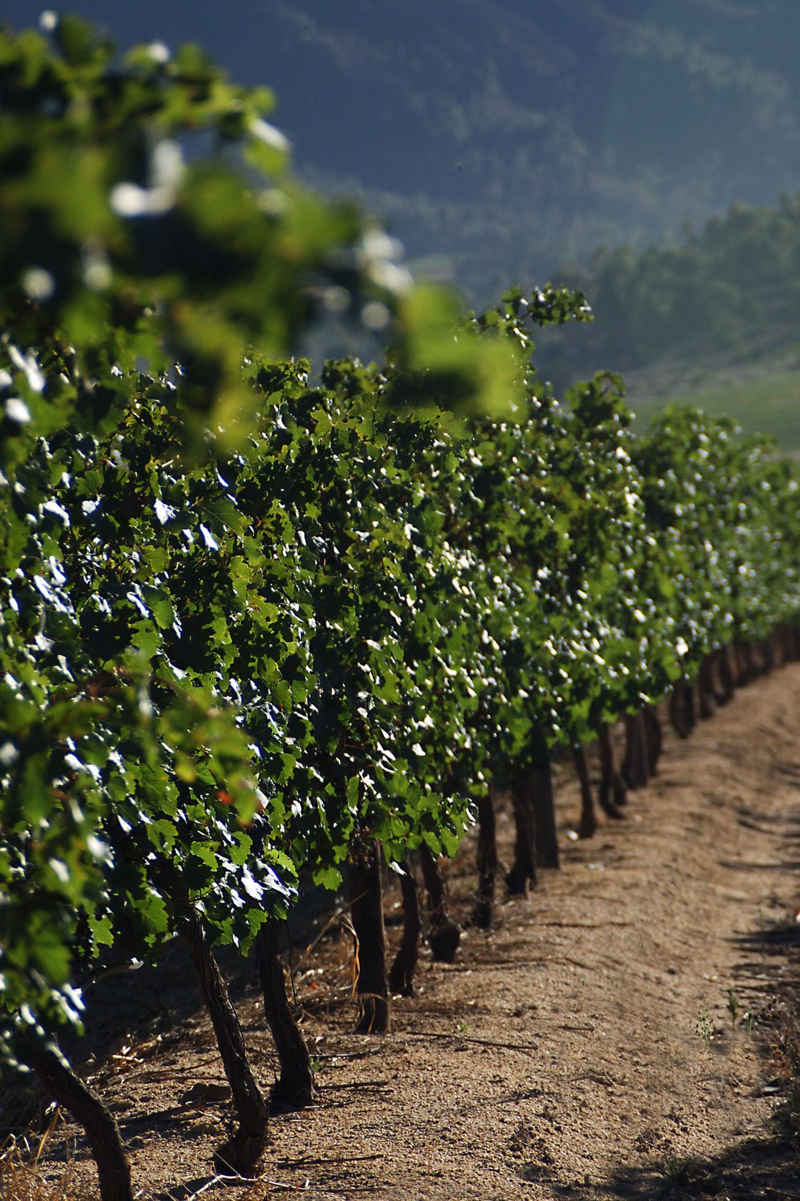 Discover Our Wines | Vinalia